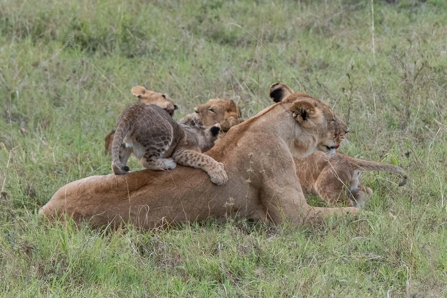 Leaping Lion Wins — Kathy Karn Photography