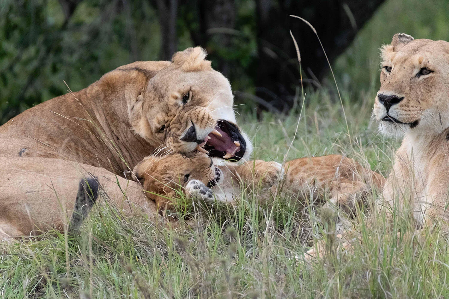 Leaping Lion Wins — Kathy Karn Photography