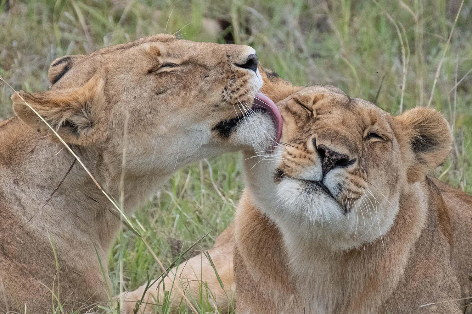 Leaping Lion Wins — Kathy Karn Photography