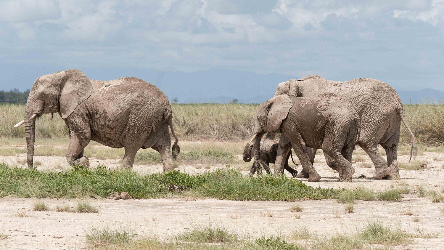 How to Raise an Elephant — Kathy Karn Photography