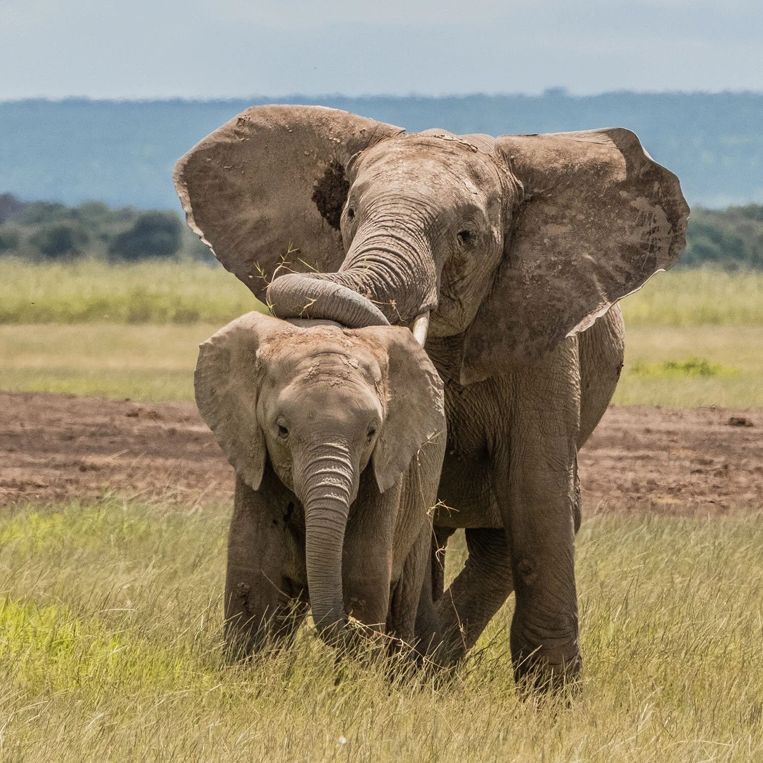 Elephants — Kathy Karn Photography