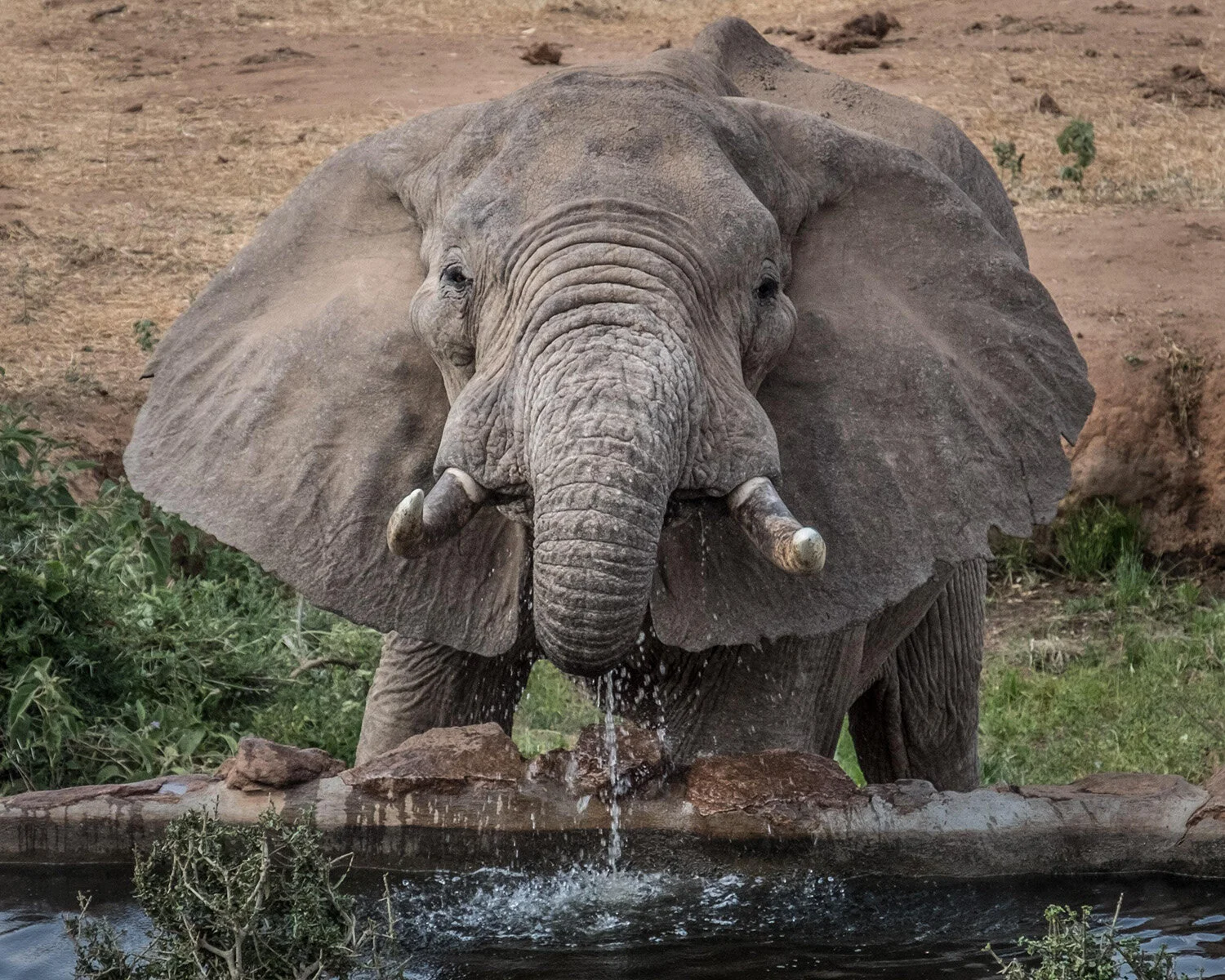 The Elephant and the Hyrax — Kathy Karn Photography