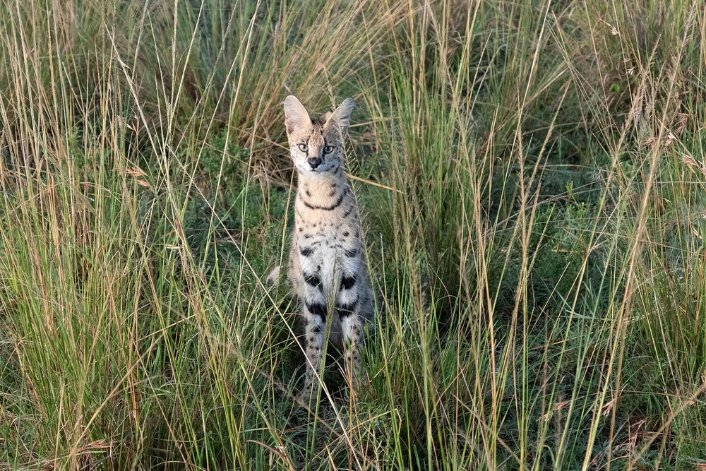 Meet the Serval—Wildcats Belong in the Wild — Kathy Karn Photography