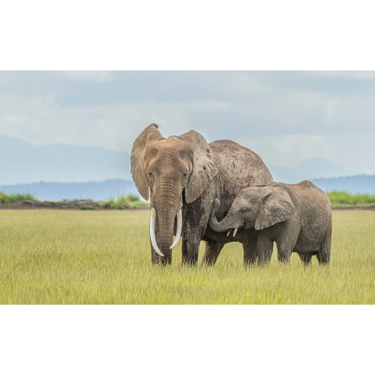 The Wisdom of Elephants — Kathy Karn Photography