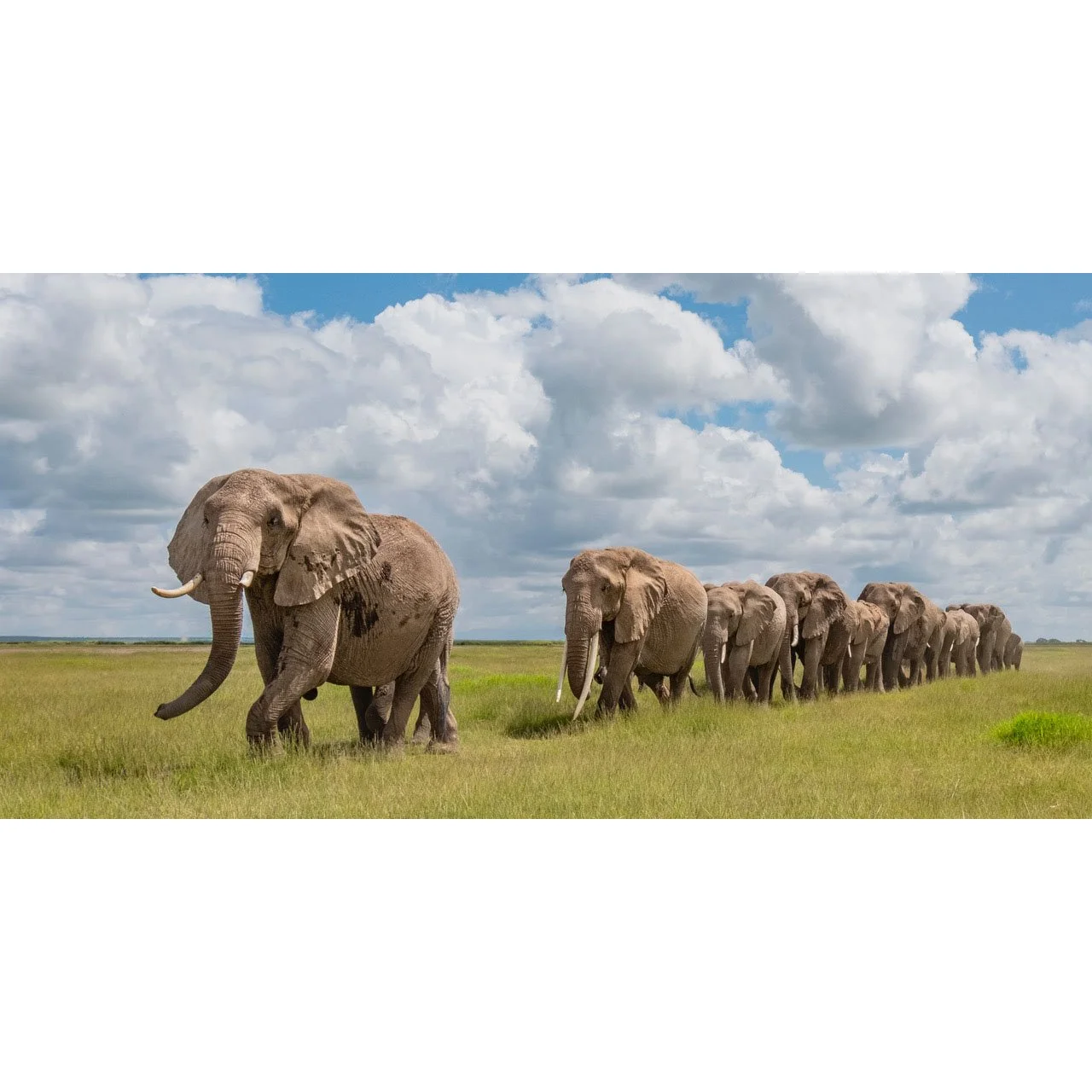 The Wisdom of Elephants — Kathy Karn Photography