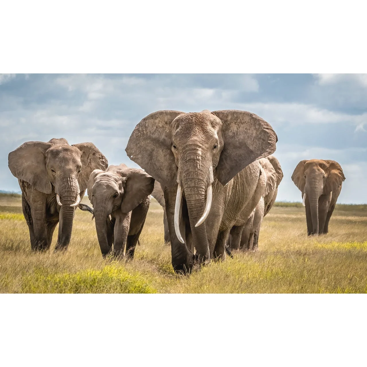The Wisdom of Elephants — Kathy Karn Photography