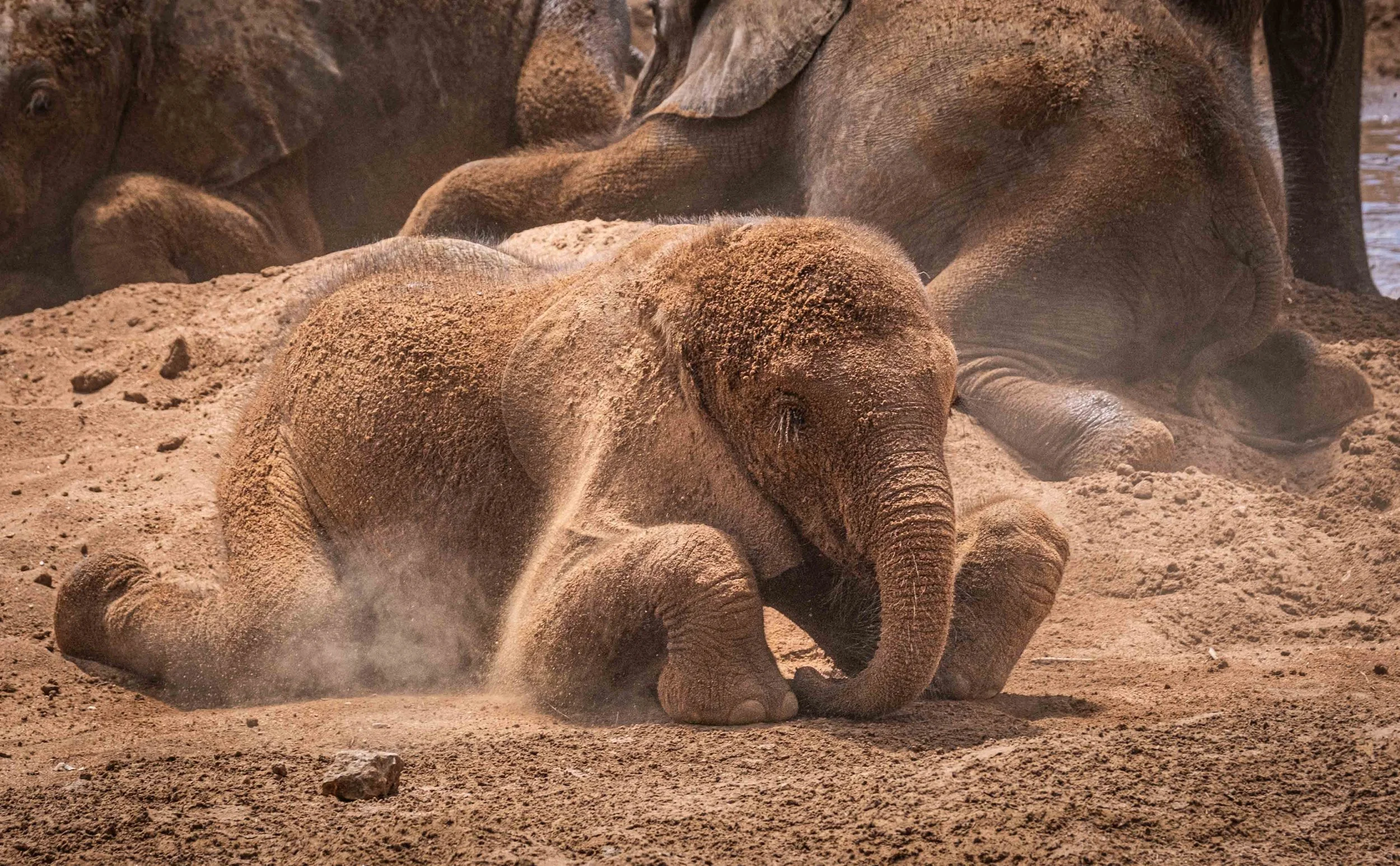 Dusty Elephants — Kathy Karn Photography