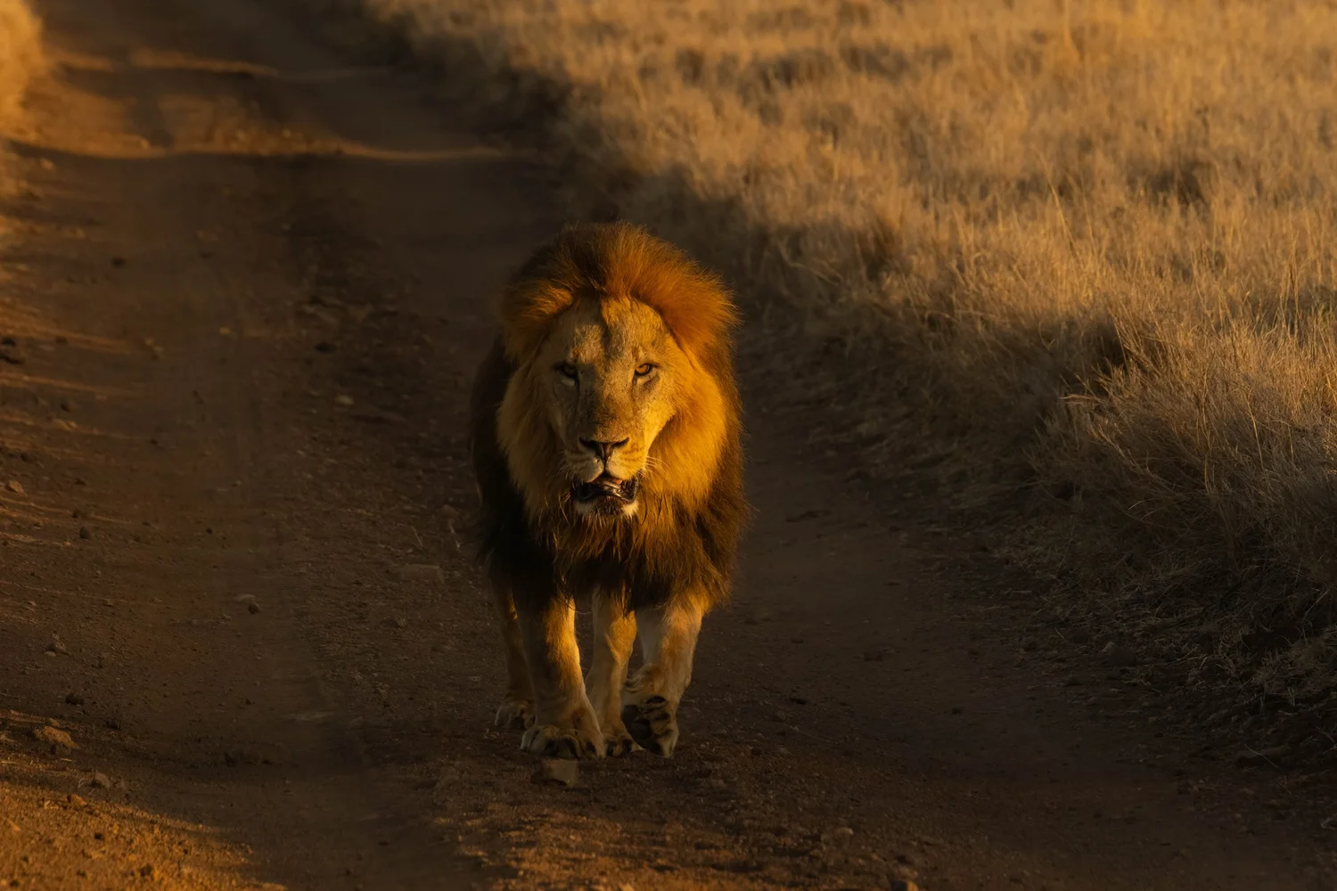 If You Meet a Lion on the Road …. — Kathy Karn Photography