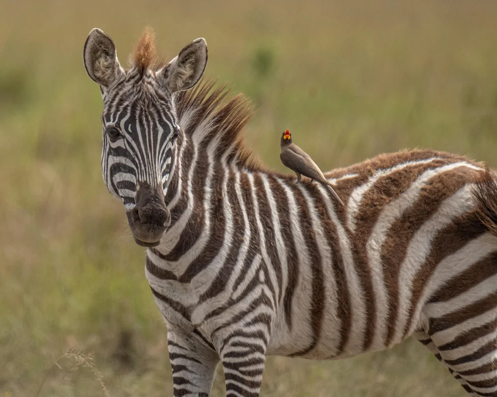 You Scratch my back and I’ll Scratch Yours – Symbiosis and the Oxpecker ...