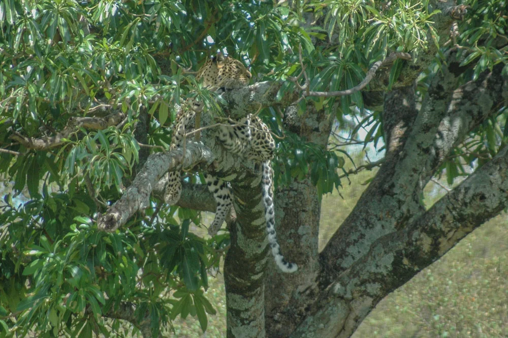 How to Spot a Leopard — Kathy Karn Photography