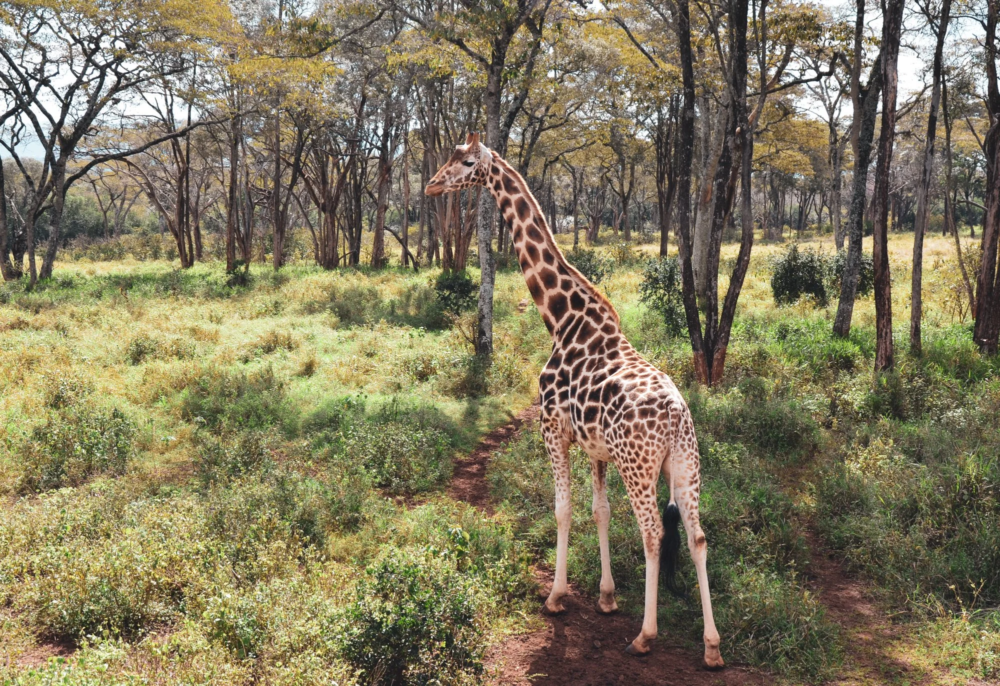 Saving Giraffes — Kathy Karn Photography