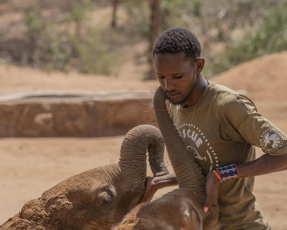 Elephants Heal With a Little Help From Their Friends — Kathy Karn ...