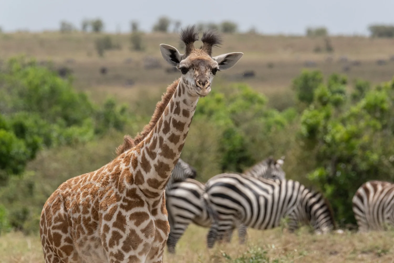 Saving Giraffes — Kathy Karn Photography