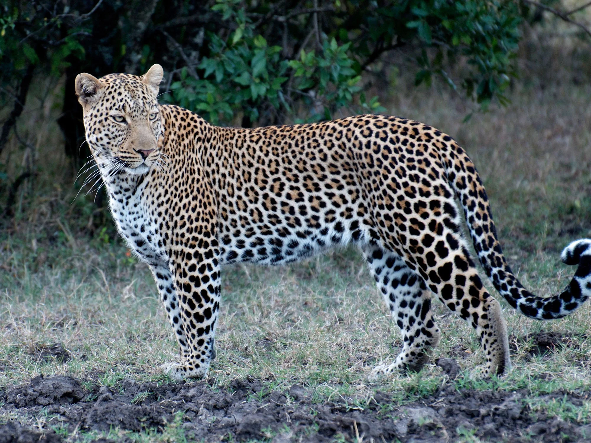 How to Spot a Leopard — Kathy Karn Photography