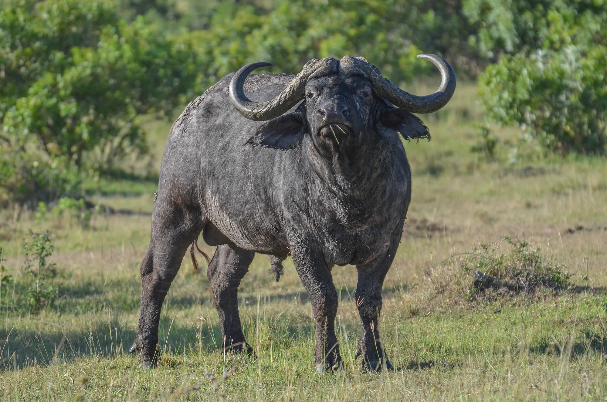You Scratch my back and I’ll Scratch Yours – Symbiosis and the Oxpecker ...
