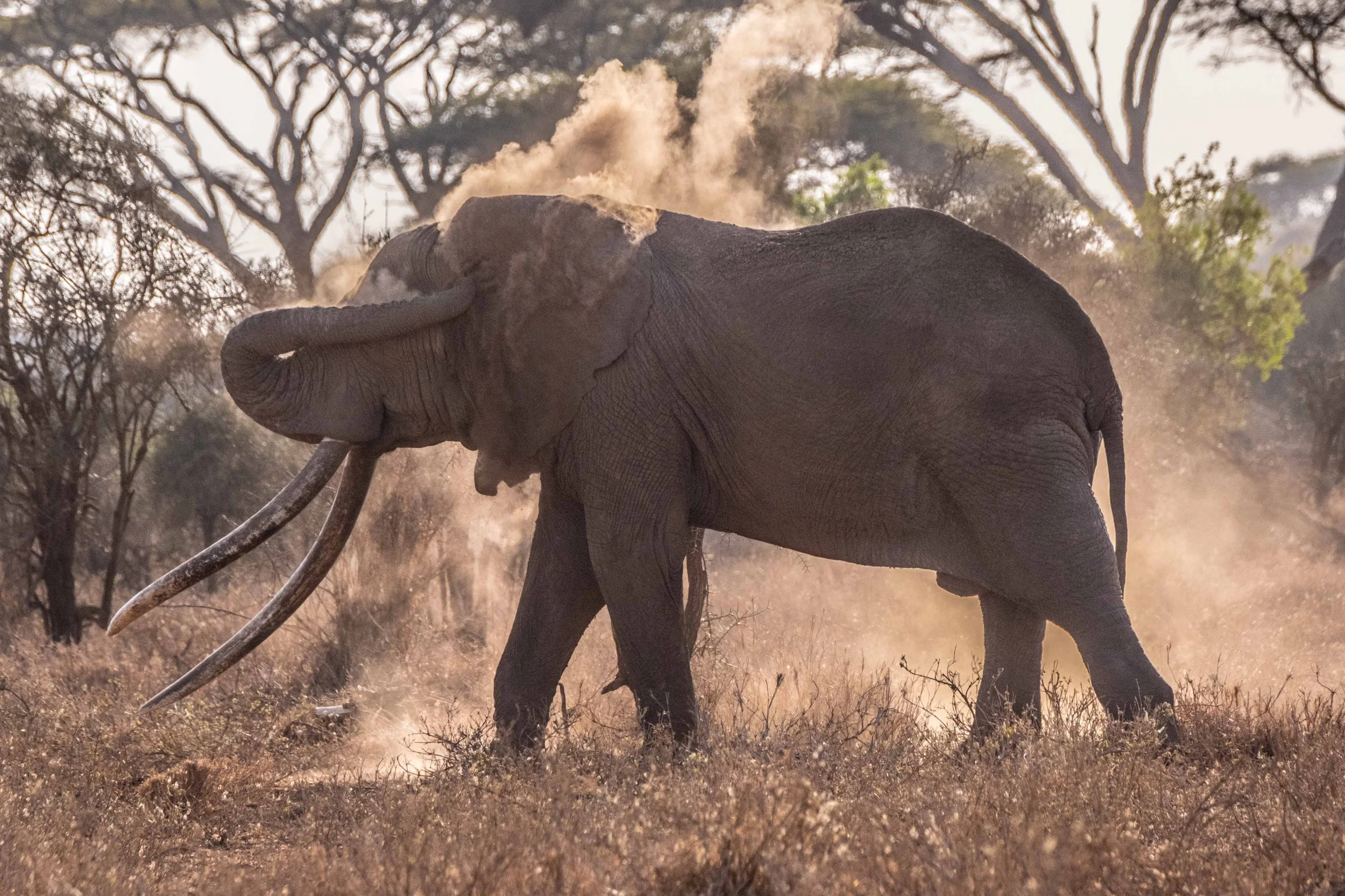 Dusty Elephants — Kathy Karn Photography