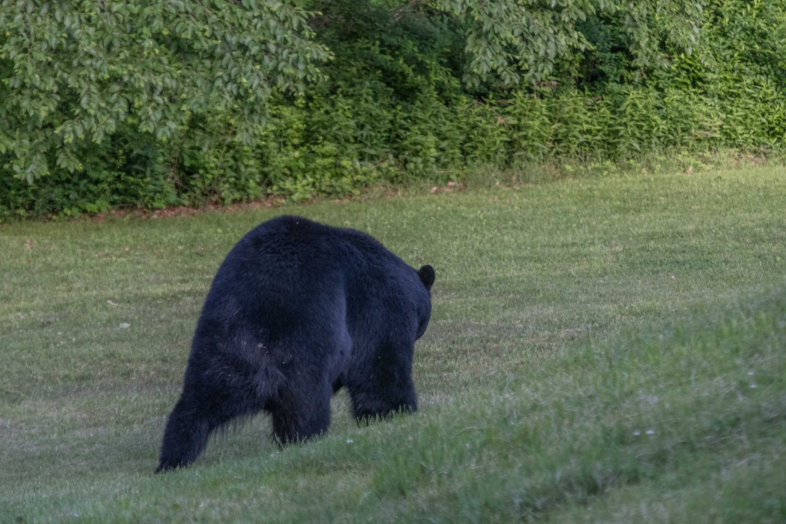 The Bear Who Came for Breakfast — Kathy Karn Photography