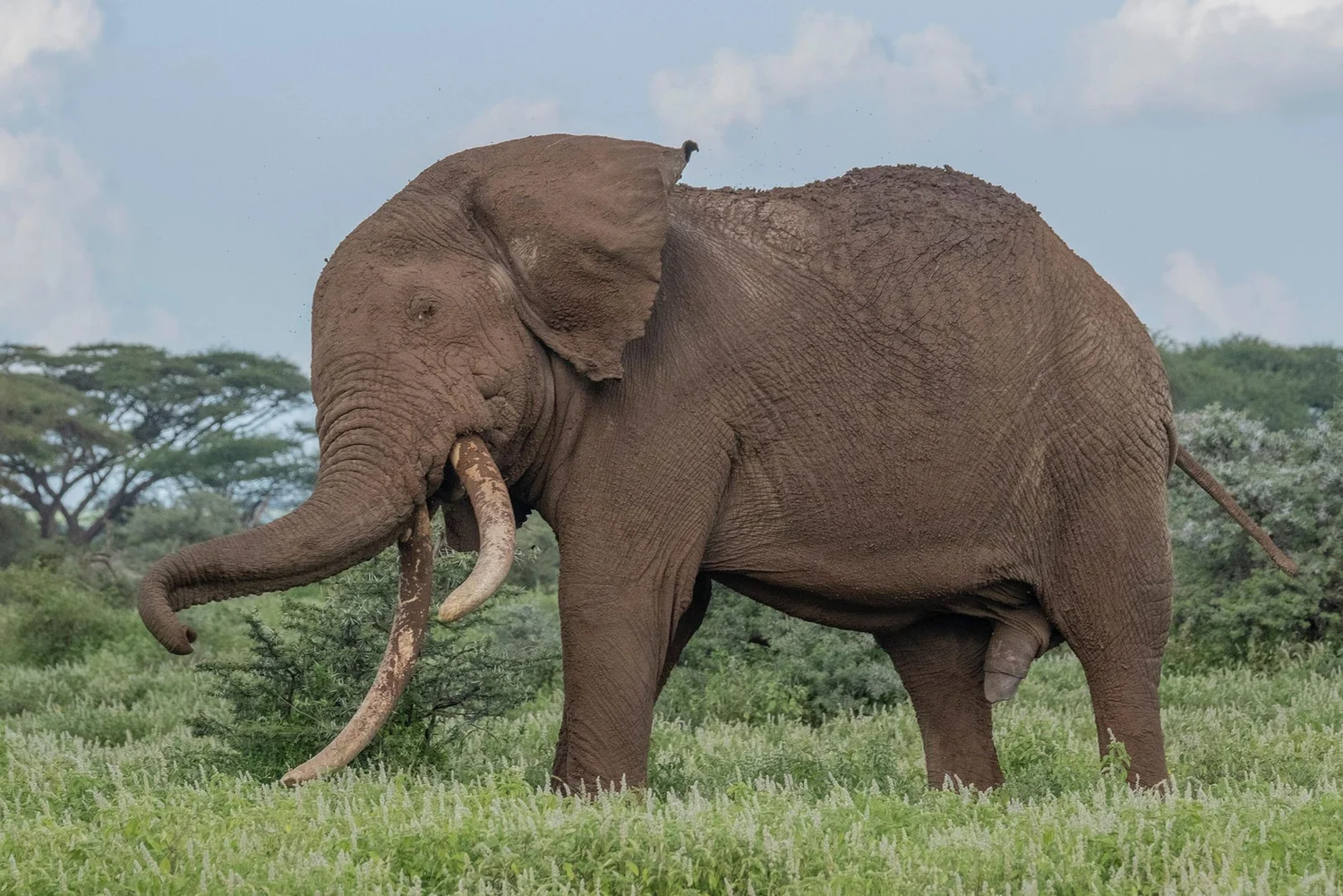 RIP Big Tusker Ulysses — Kathy Karn Photography