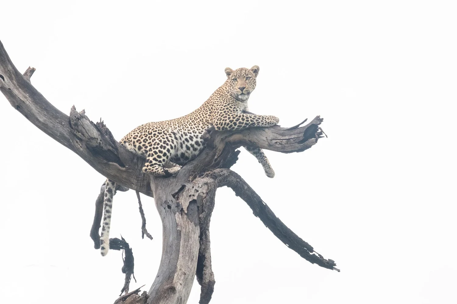 How to Spot a Leopard — Kathy Karn Photography