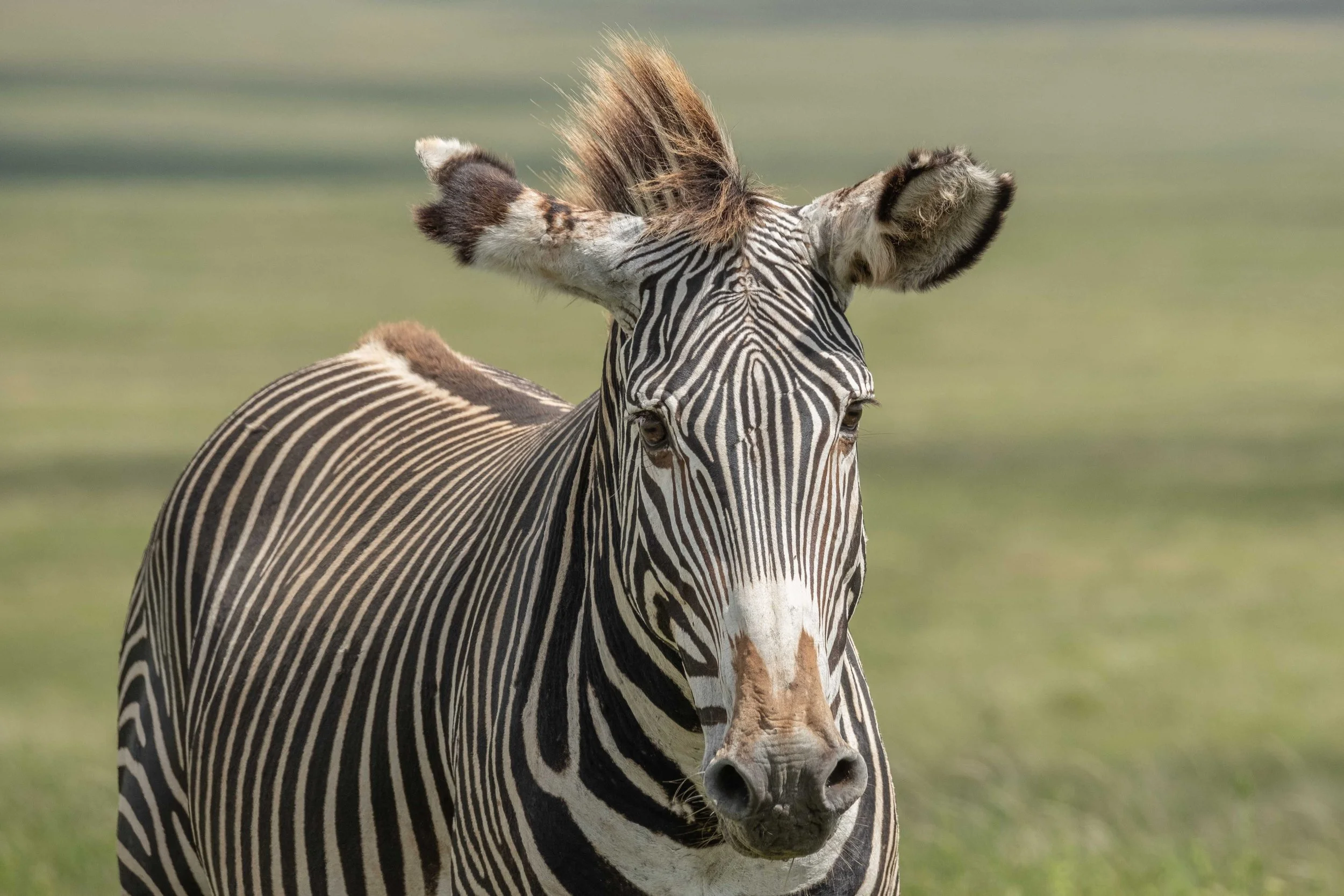 A Horse of a Different Stripe — Kathy Karn Photography