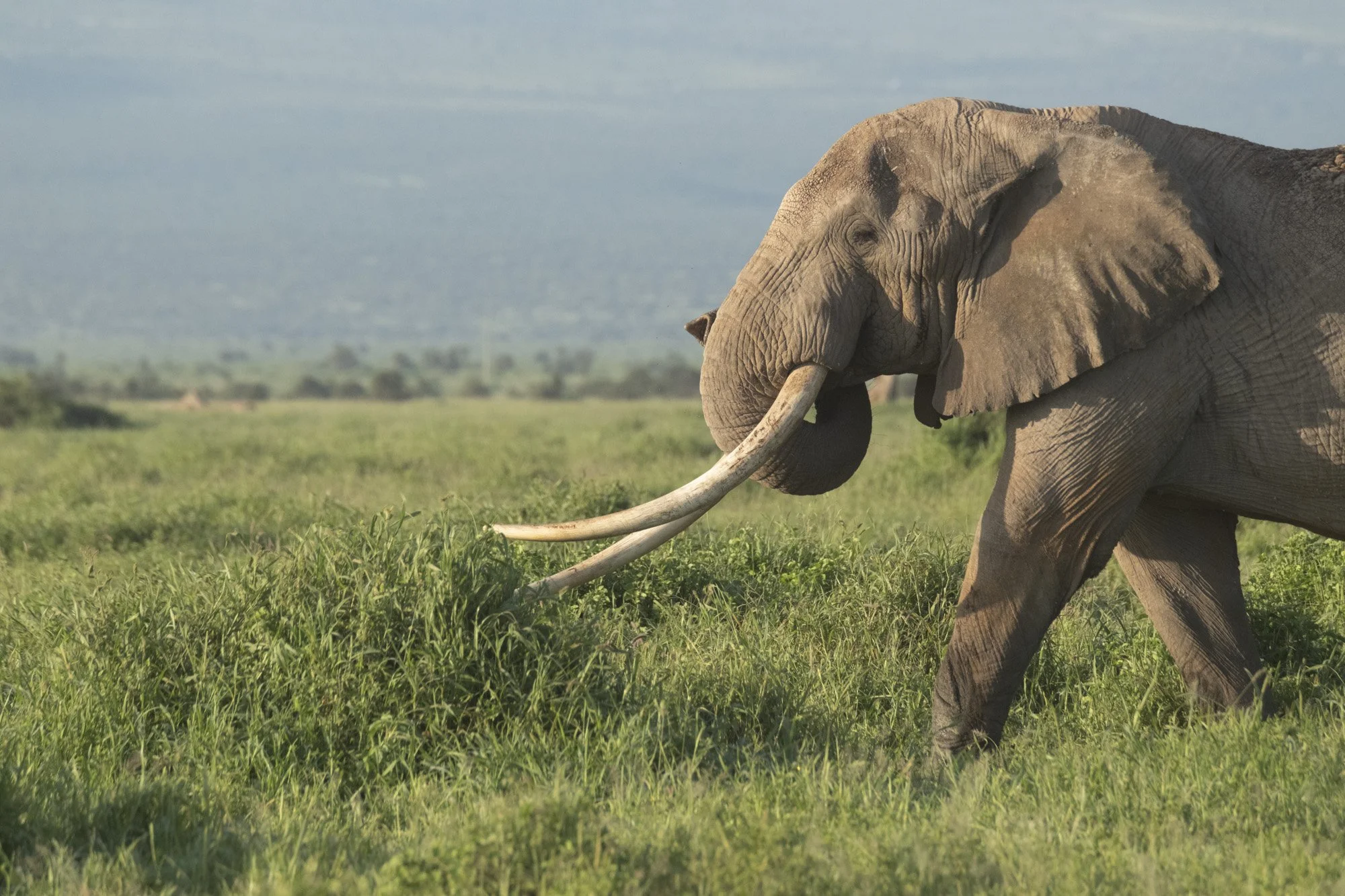 Three Big Tuskers Killed — Kathy Karn Photography