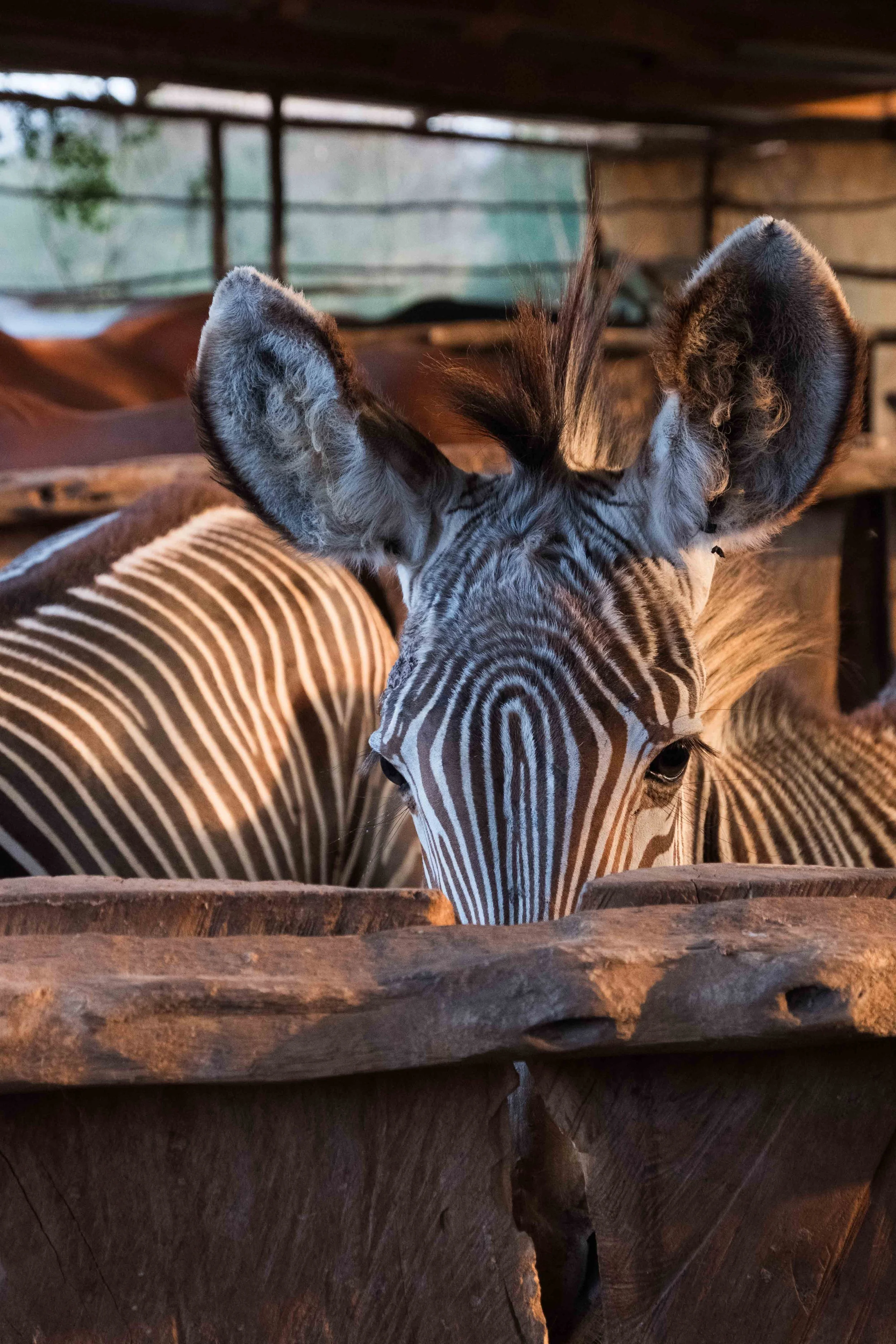 A Horse of a Different Stripe — Kathy Karn Photography