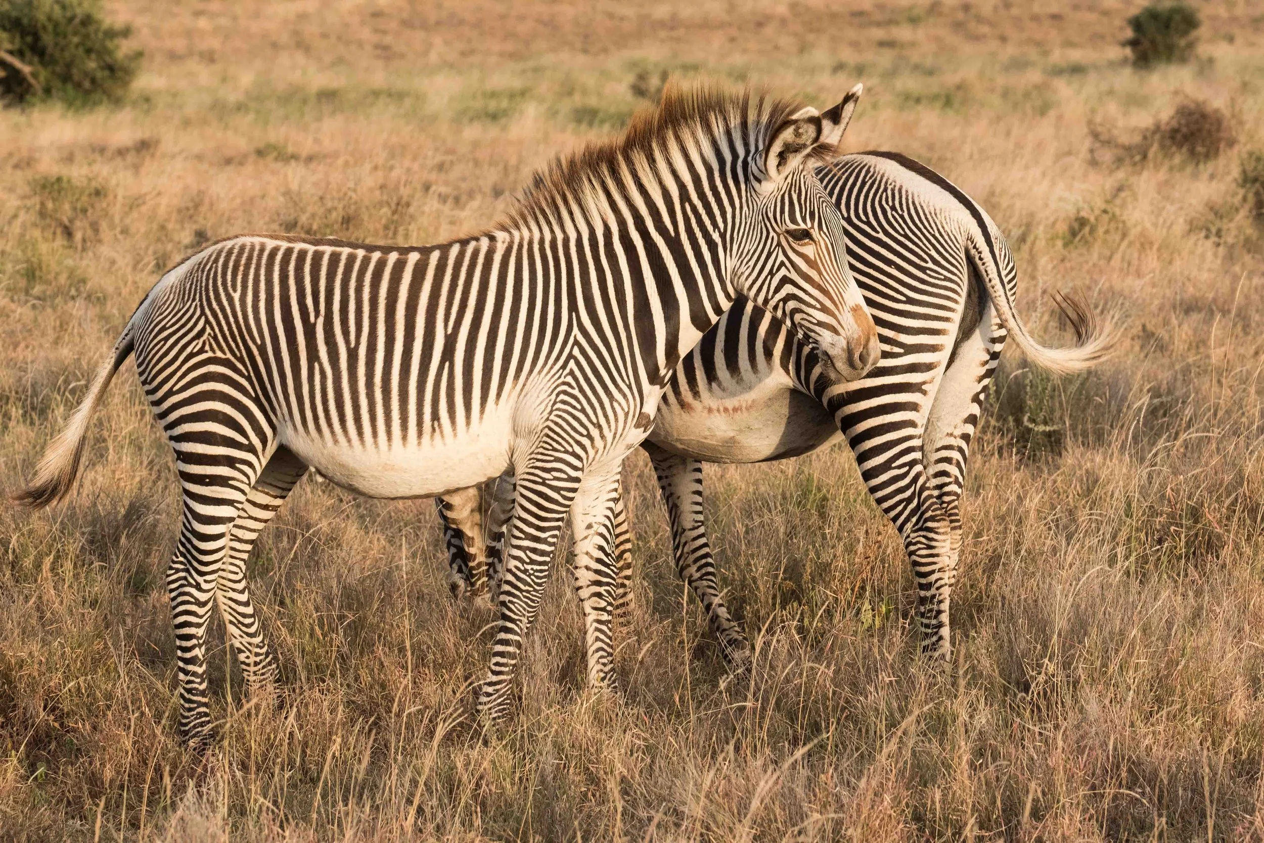 A Horse of a Different Stripe — Kathy Karn Photography