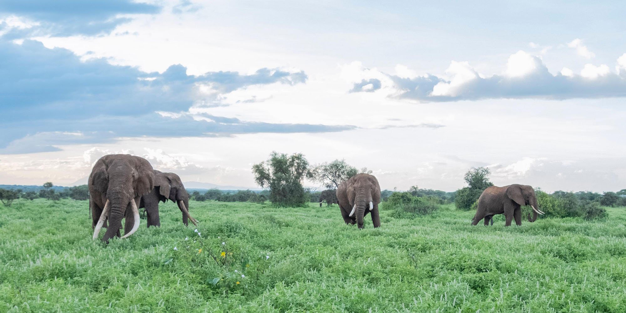 RIP Big Tusker Ulysses — Kathy Karn Photography