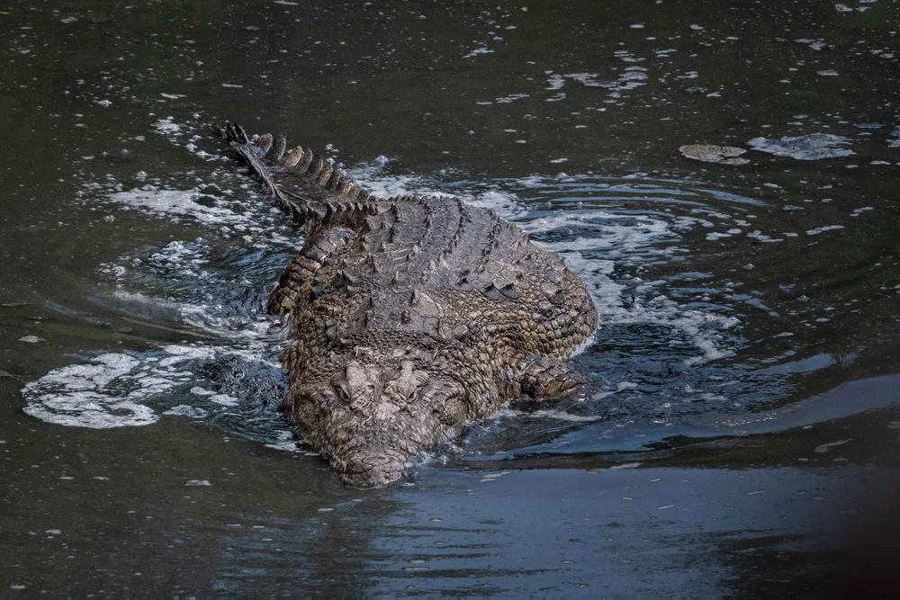 Kissing Cousins - Fear and Awe — Kathy Karn Photography