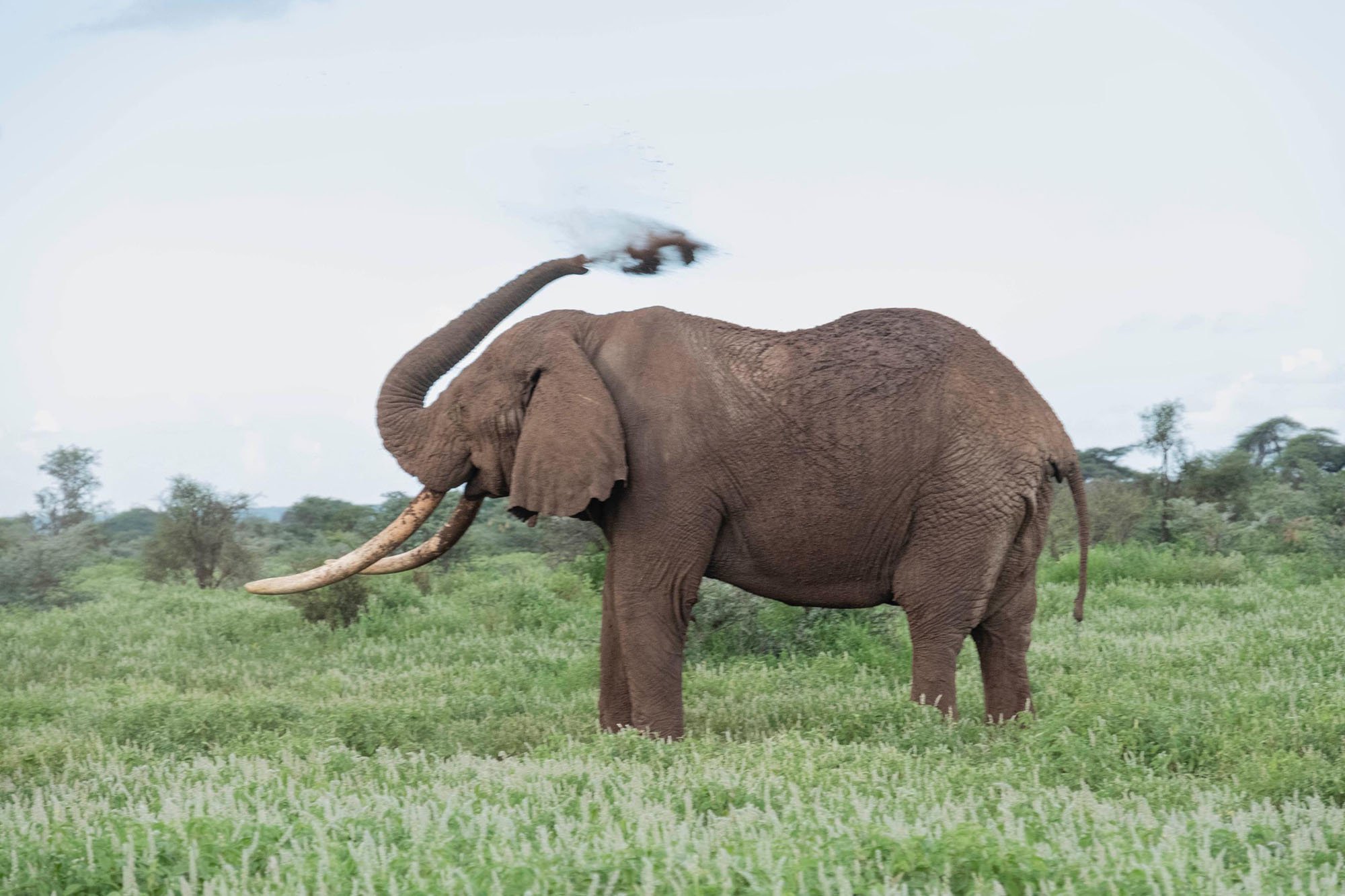 RIP Big Tusker Ulysses — Kathy Karn Photography