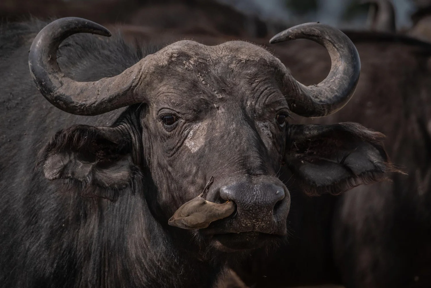 You Scratch my back and I’ll Scratch Yours – Symbiosis and the Oxpecker ...
