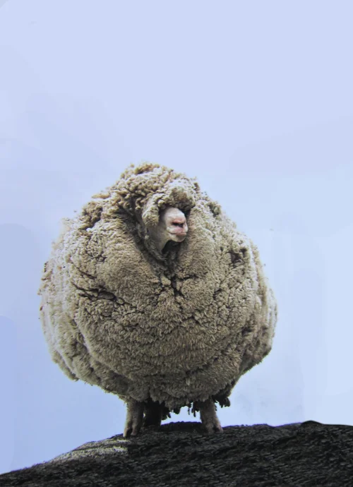 Shrek The Sheep