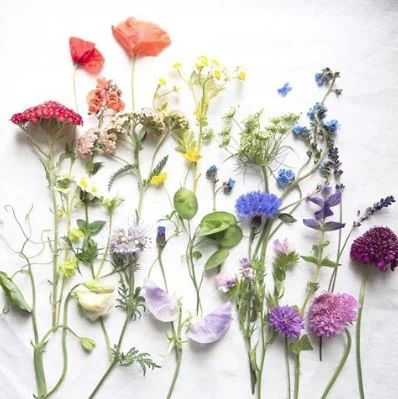 30 Plant Instagram Accounts for Décor Inspiration in 2019 — The ...