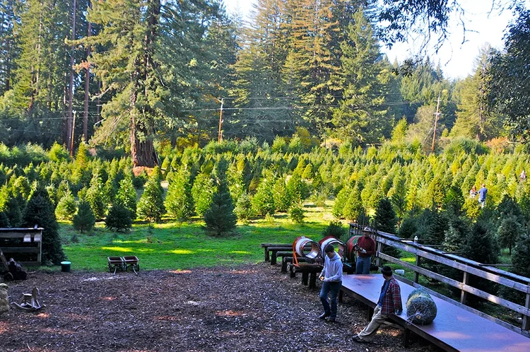 Trees — Ward Ranch Christmas Trees