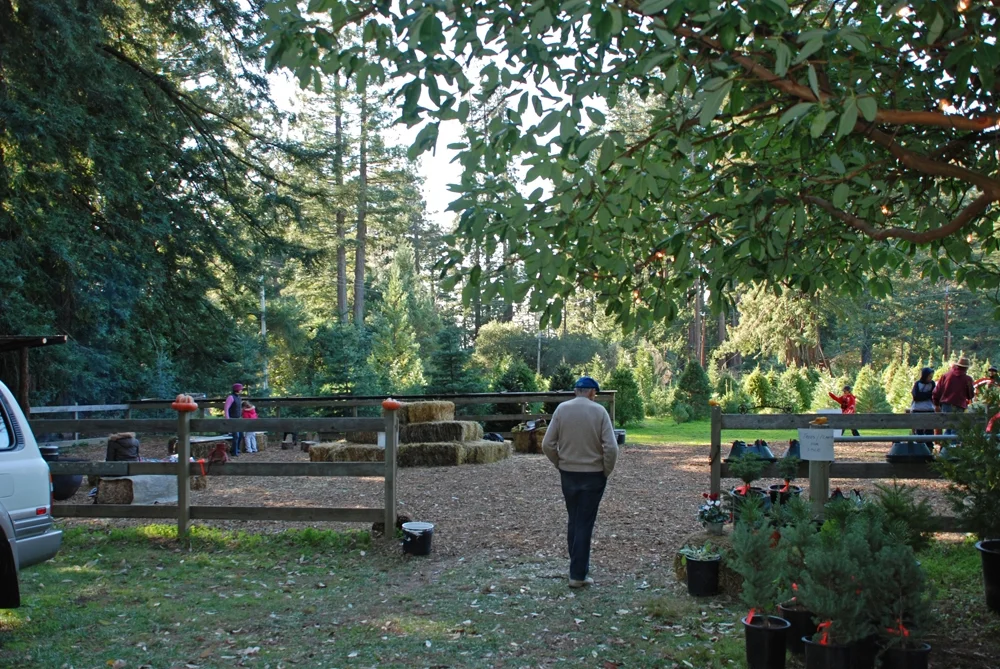 Gallery — Ward Ranch Christmas Trees