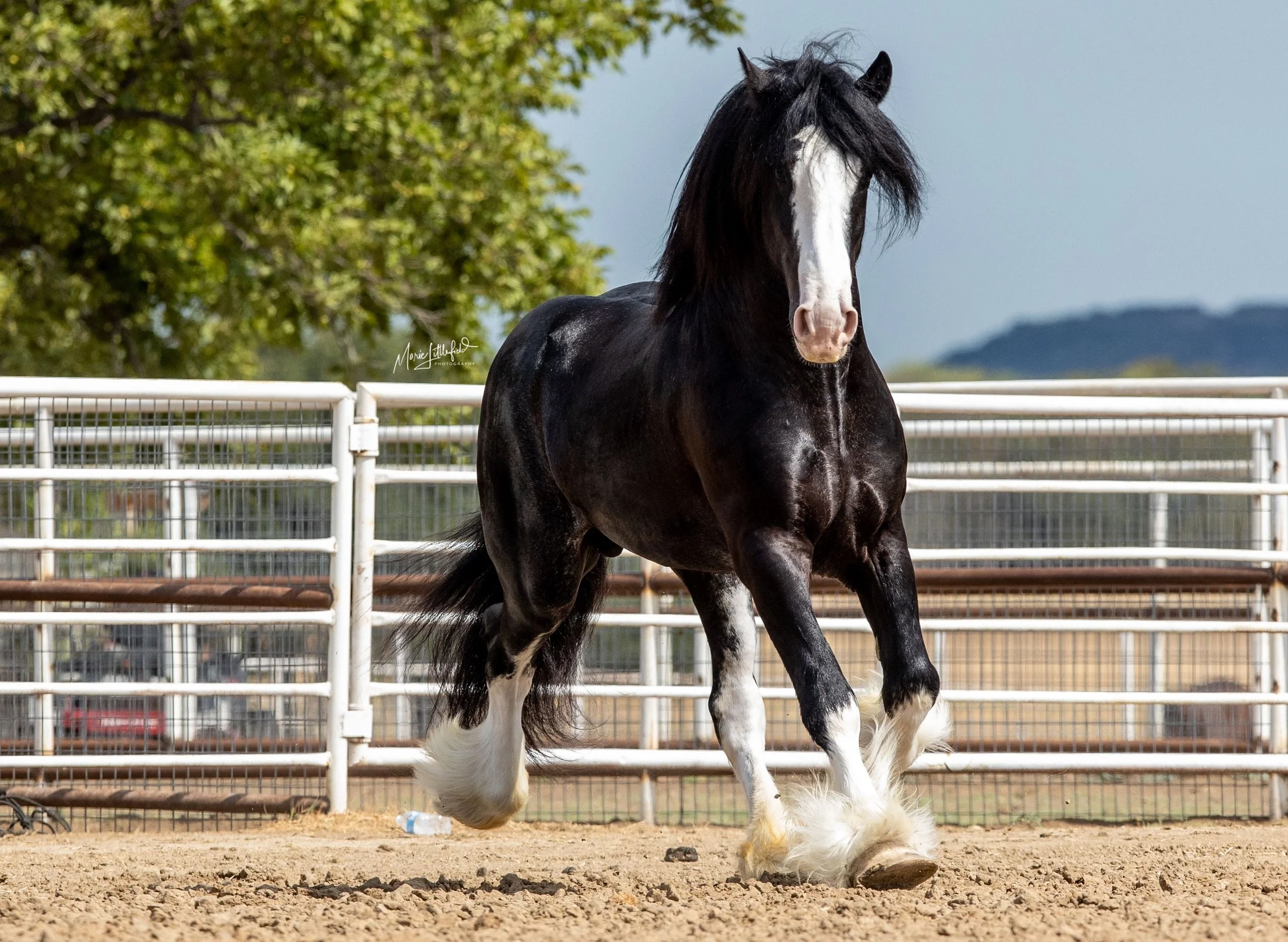 All Black Clydesdale Horse