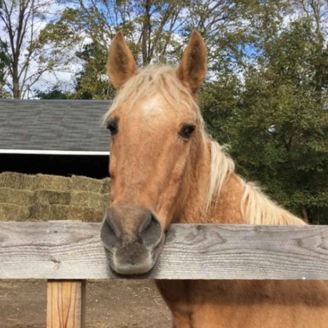 Our Rescues — Bergen County Horse Rescue