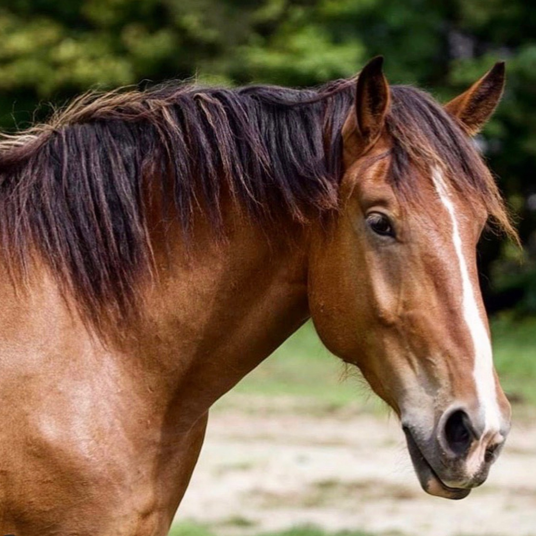 Our Rescues — Bergen County Horse Rescue
