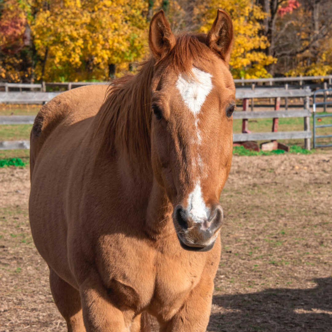 Our Rescues — Bergen County Horse Rescue