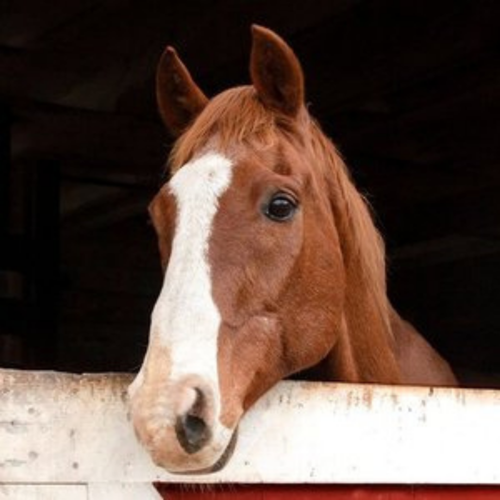 Our Rescues — Bergen County Horse Rescue