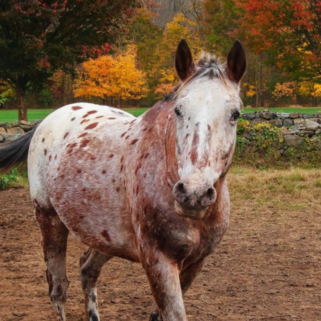 Draft Horse Rescue Gentle Giants Draft Horse Rescue | Every.org