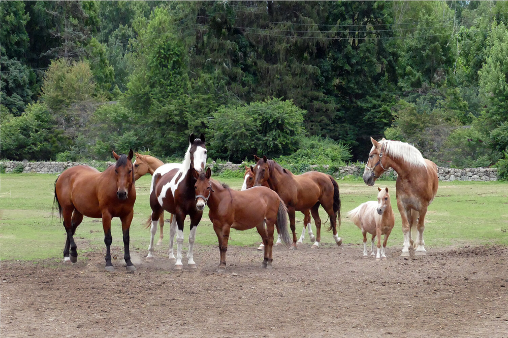 Bergen County Horse Rescue