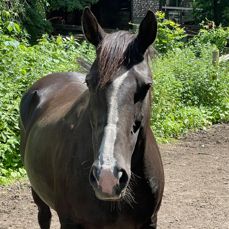Our Rescues — Bergen County Horse Rescue