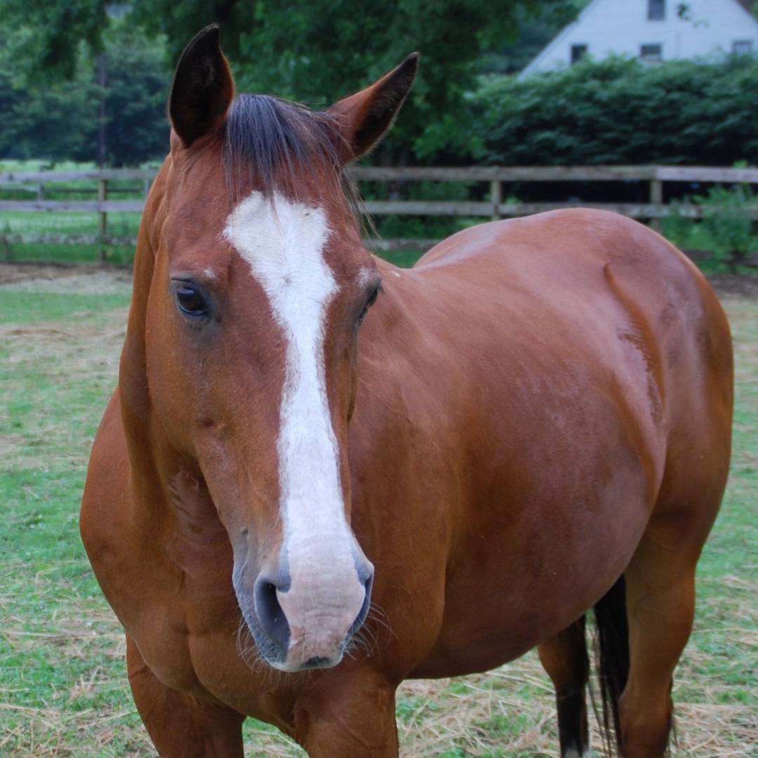 Chestnut Quarter Horse With Blaze