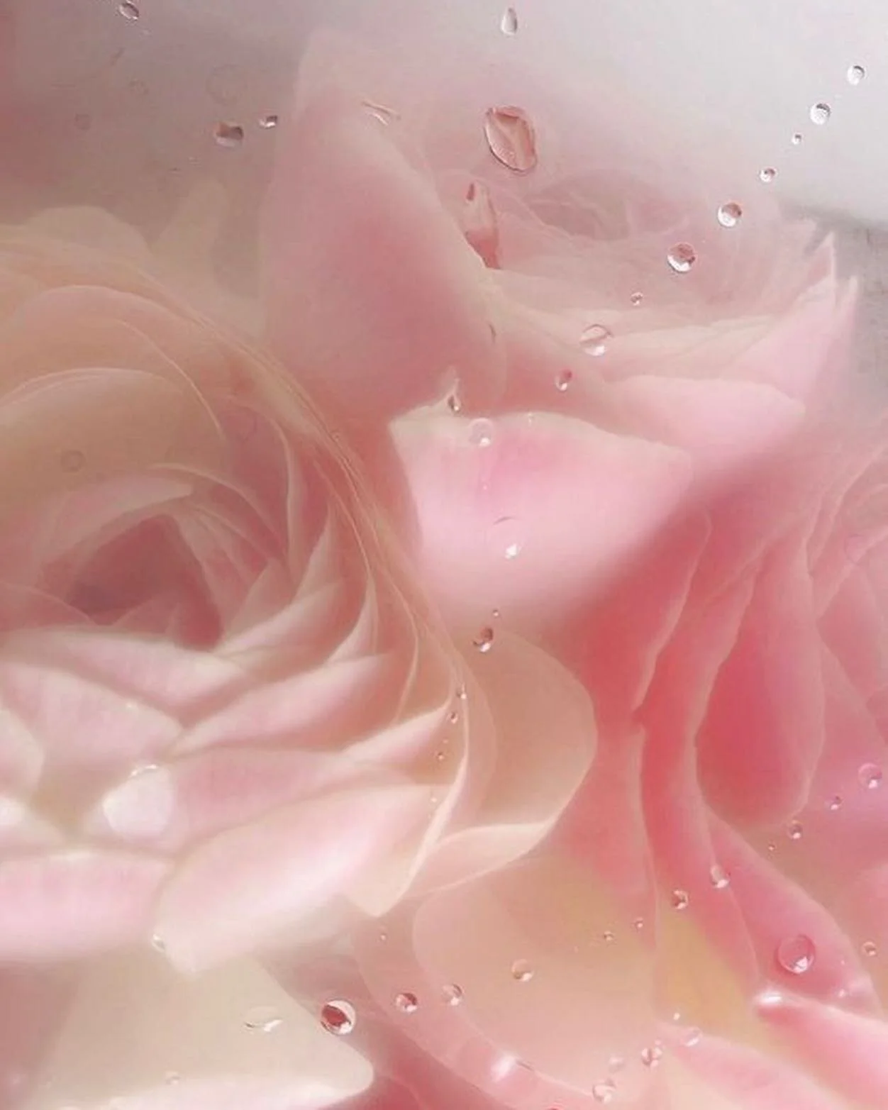 blushtan™ services — blushtan