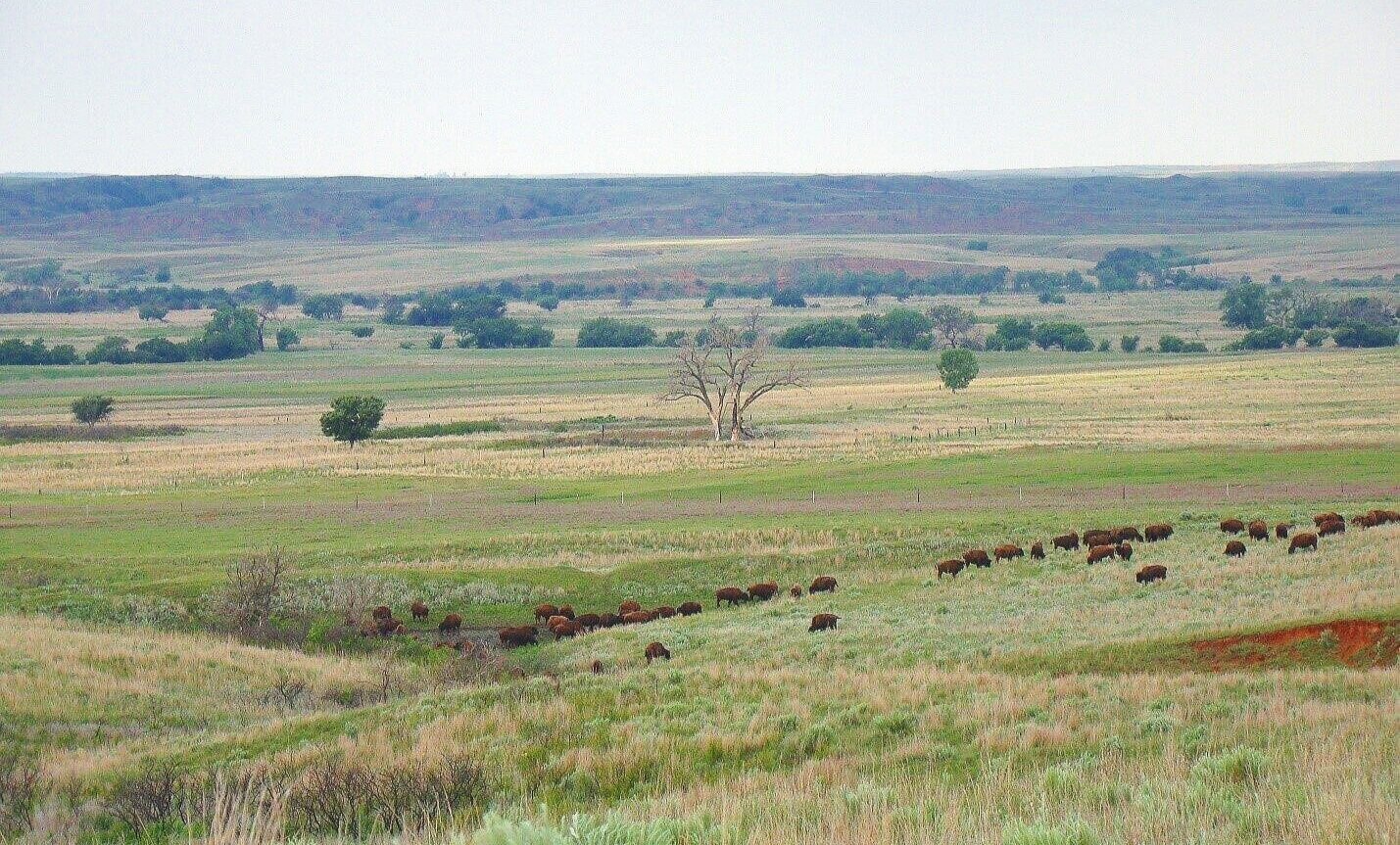 Z Bar Ranch — Turner Bison Exchange