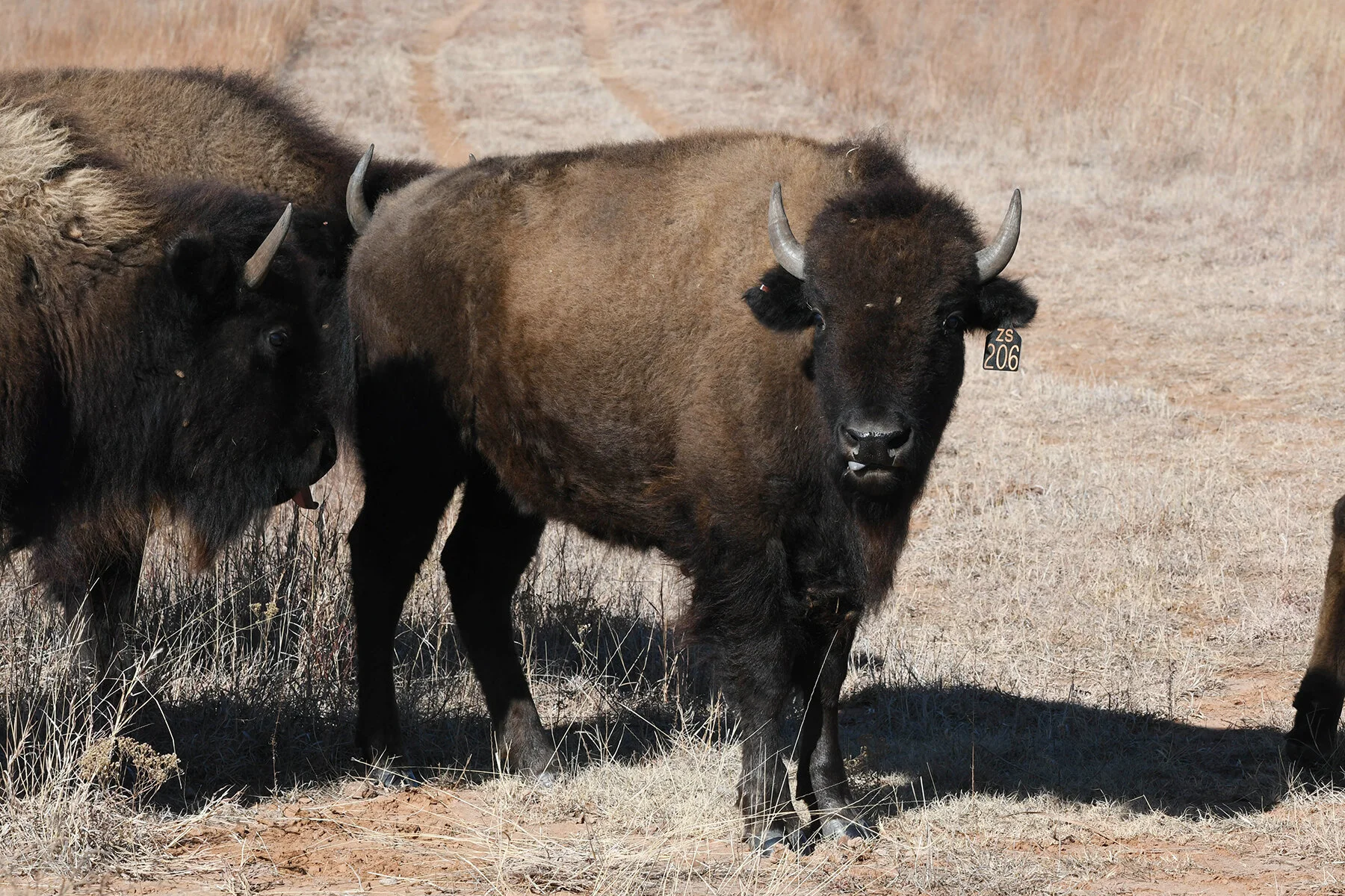 Z Bar Ranch — Turner Bison Exchange