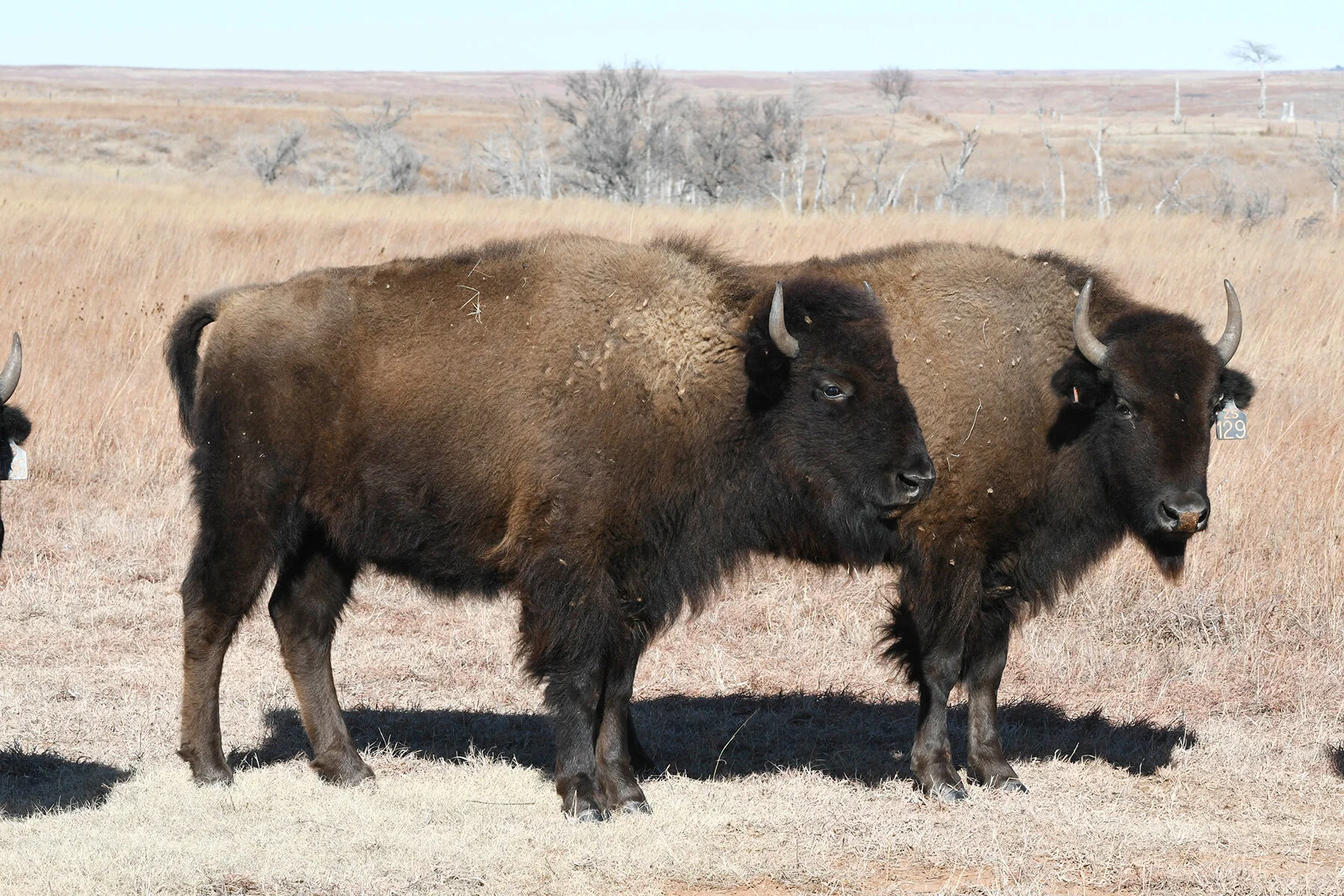 Z Bar Ranch — Turner Bison Exchange