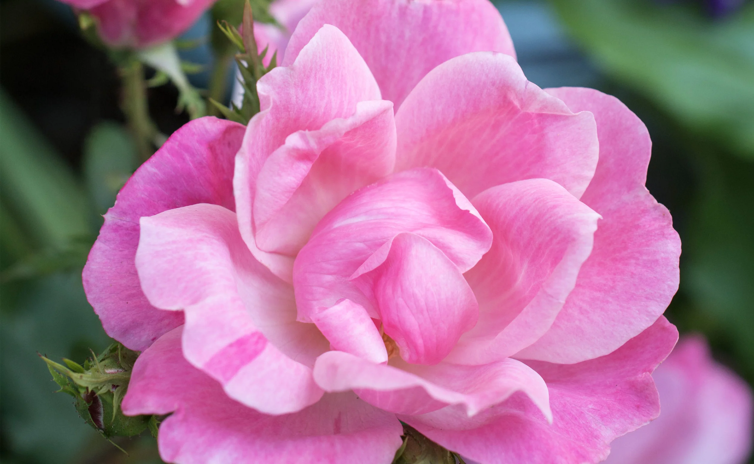 The Family — The Knock Out® Family of Roses