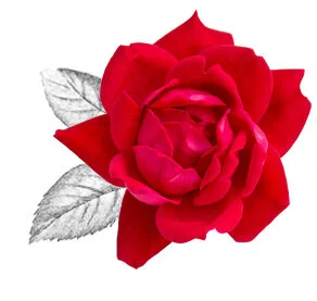 Double Knock Out® — The Knock Out® Family of Roses